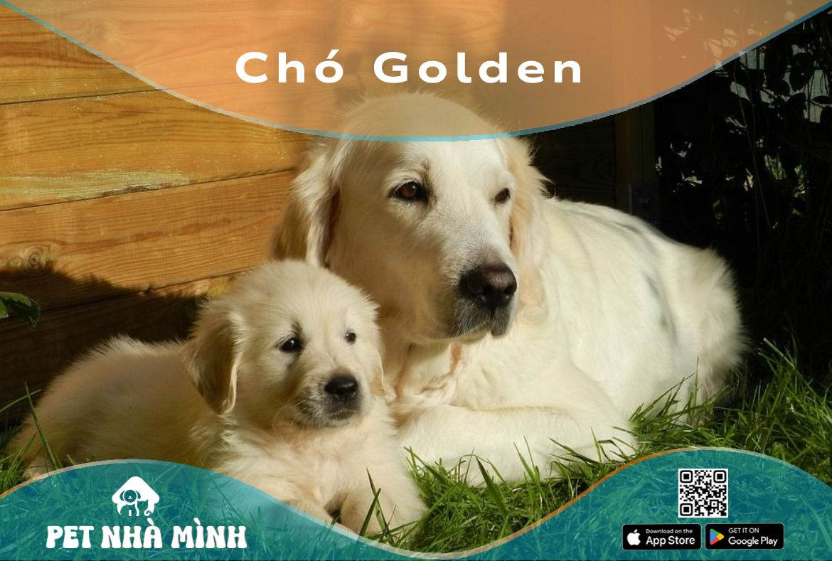 Chó Golden: Tất Tần Tật Về Đặc Điểm Và Cách Chăm Sóc - Pet Nhà Mình