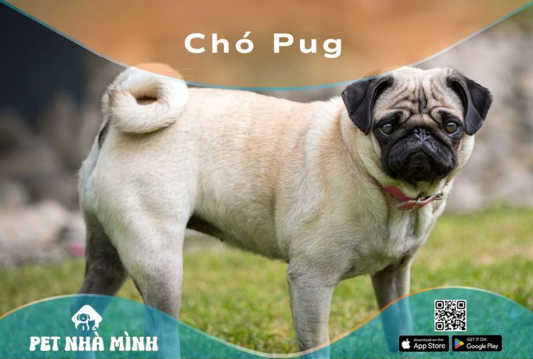 Chó Pug Mặt Xệ: Hướng Dẫn Chăm Sóc Và Huấn Luyện - Pet Nhà Mình