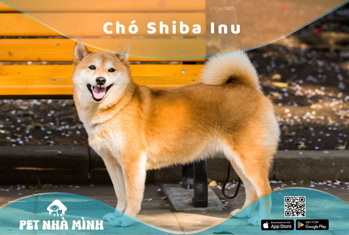 Chó Shiba Inu: Cẩm Nang A-Z Từ Nguồn Gốc Đến Cách Nuôi - Pet Nhà Mình